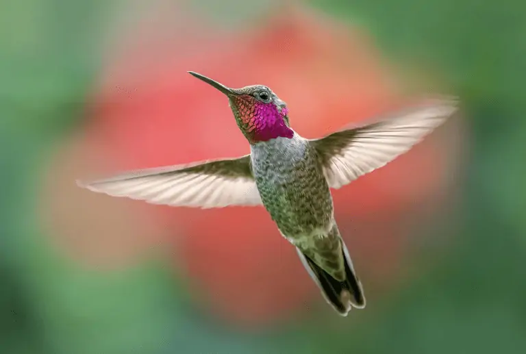 Anna’s Hummingbird (Calypte anna) Info - Birding Insider