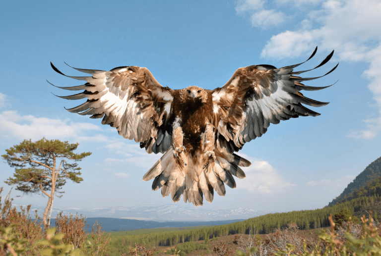 Golden Eagle Guide: (Aquila Chrysaetos) Info - Birding Insider