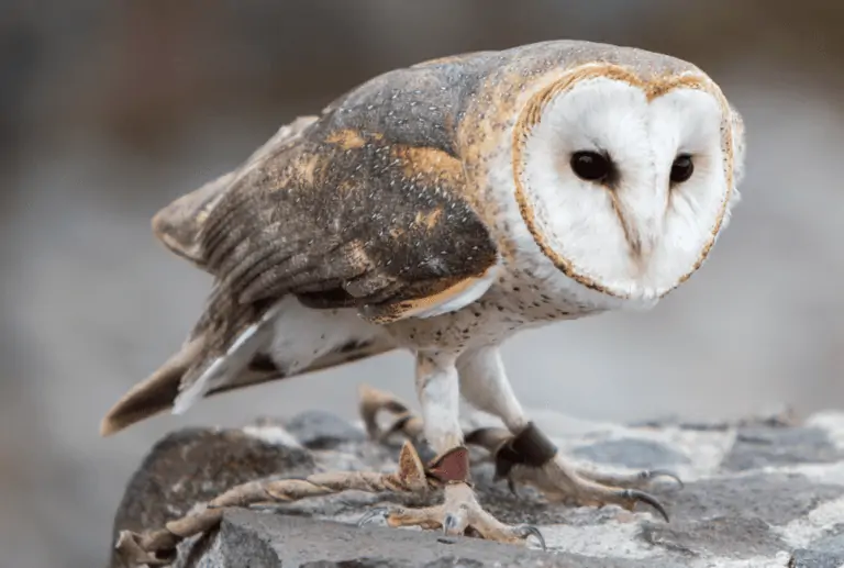 Barn Owl Guide (Tyto alba) - Birding Insider