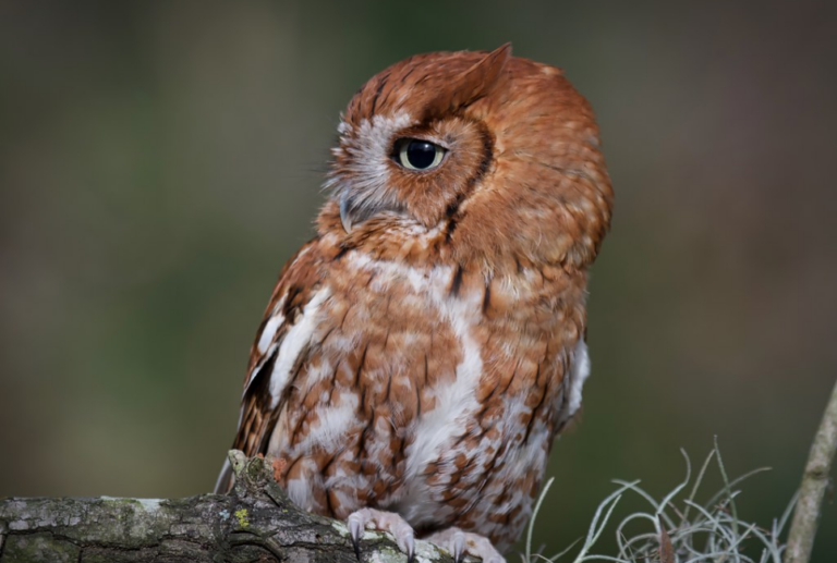 Eastern Screech Owl Guide (Megascops otus) - Birding Insider