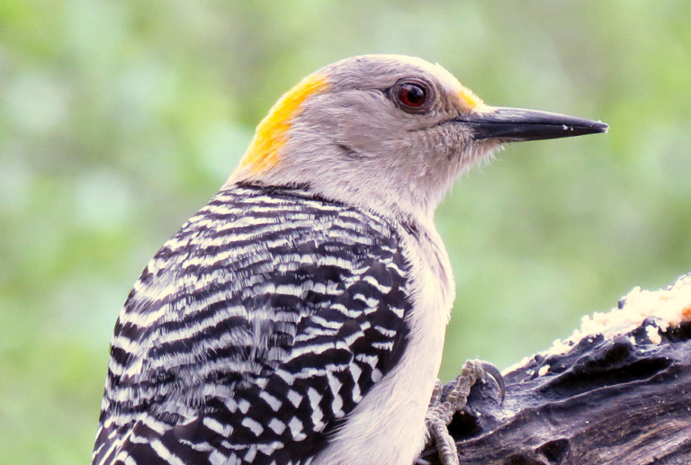 Golden-fronted Woodpecker Guide - Birding Insider