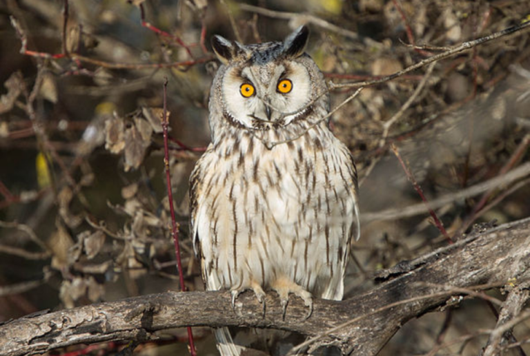 Long-eared Owl Guide (Asio otus) - Birding Insider