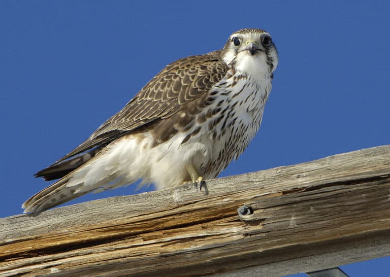 Prairie Falcon Guide - Birding Insider