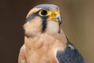 Aplomado Falcon Guide - Birding Insider