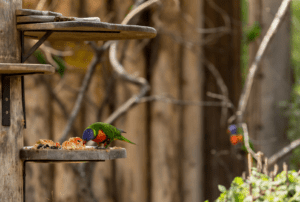 Best Walmart Bird Feeders Guide - Birding Insider