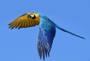 Blue Macaw Guide: Beautiful Blue Bird on the Brink of Extinction ...