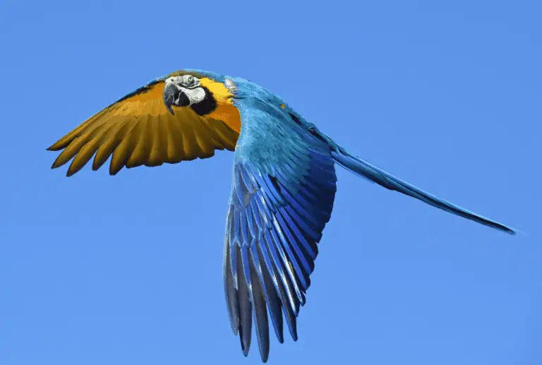 Blue Macaw Guide: Beautiful Blue Bird on the Brink of Extinction ...
