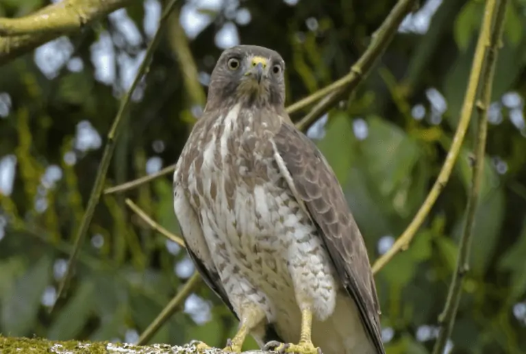 Broad-Winged Hawk Guide (Buteo platypterus) - Birding Insider