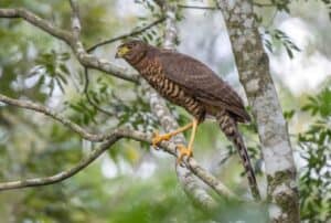Collared Forest Falcon Guide- Ninja Raptors - Birding Insider