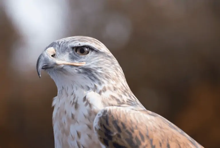 Ferruginous Hawk Guide (Buteo regalis) - Birding Insider