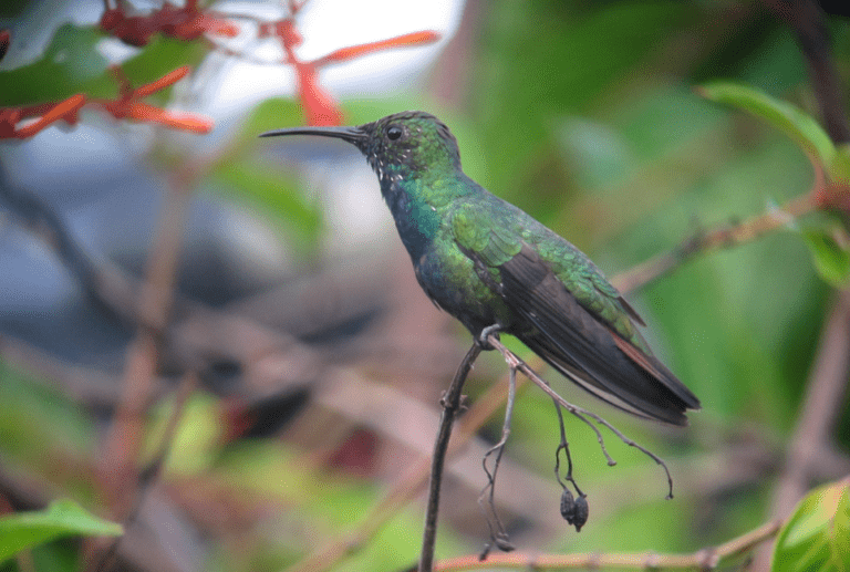 Green-breasted Mango Guide - The Explorer Hummingbird - Birding Insider