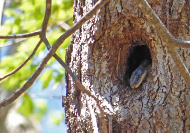 Downy Woodpecker Guide (Dryobates Pubescens) - Birding Insider