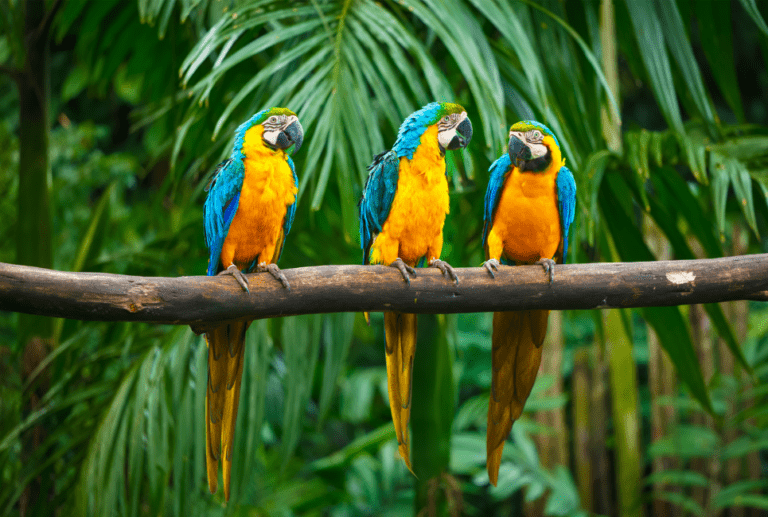 Types of Macaws Guide - Birding Insider
