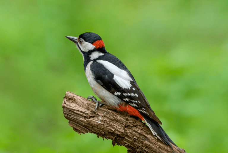 Types of Woodpeckers Guide - Birding Insider