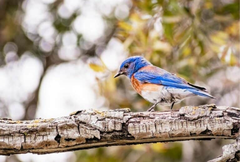 Western Bluebird Guide (Sialia Mexicana) - Birding Insider