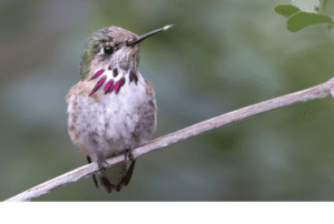 Calliope Hummingbird Guide (Selasphorus calliope) - Birding Insider