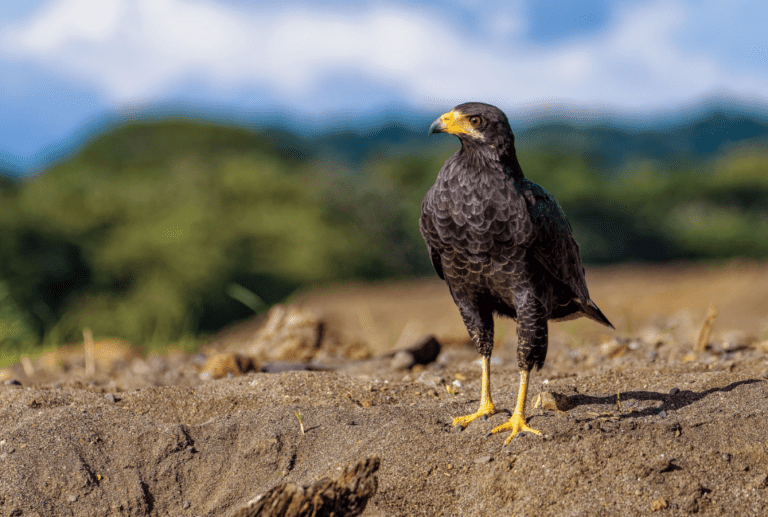 Common Black Hawk Guide (Buteogallus anthracinus) - Birding Insider