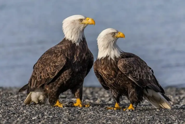 Female Bald Eagle Identification - Birding Insider