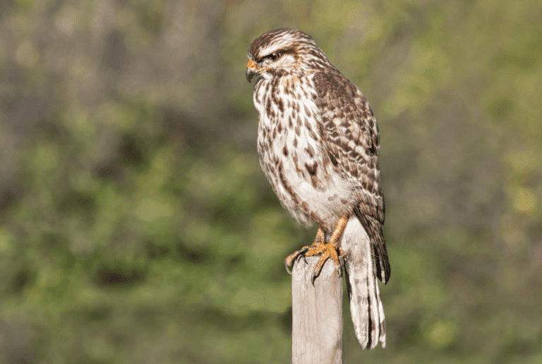 Gray Hawk Guide (Buteo plagiatus) - Birding Insider