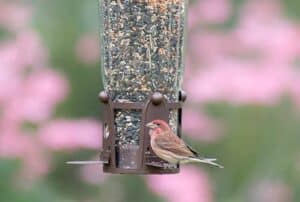 The Best Squirrel Proof Bird Feeders - Birding Insider