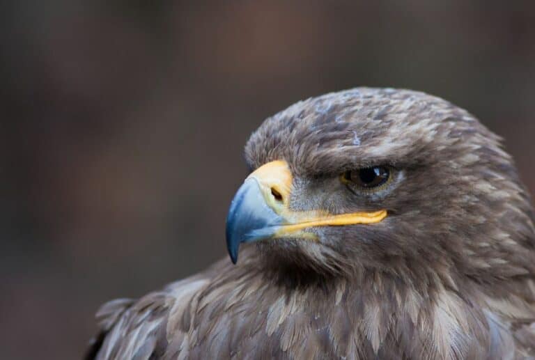 Types of Falcons Guide - Birding Insider