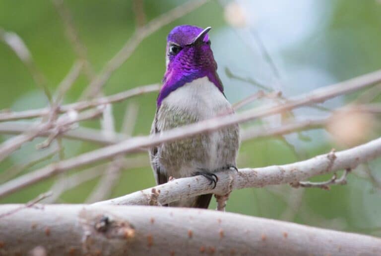 Violet-crowned Hummingbird Guide (Ramosomyia violiceps) - Birding Insider
