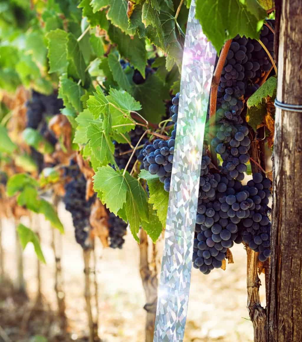 Best Woodpecker Deterrent to Detter Woodpeckers from Damaging Your ...