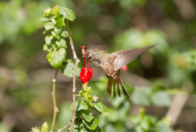 Buff-bellied Hummingbird Guide - Birding Insider