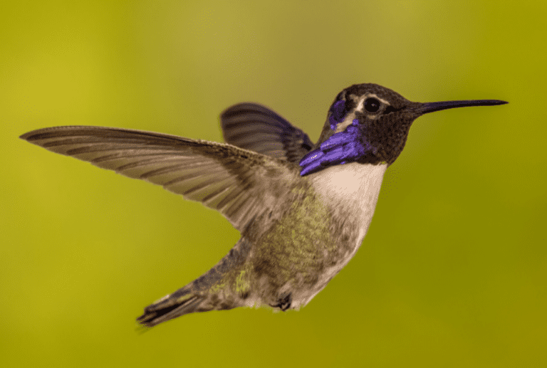Costa's Hummingbird Guide: (Calypte costae) - Birding Insider