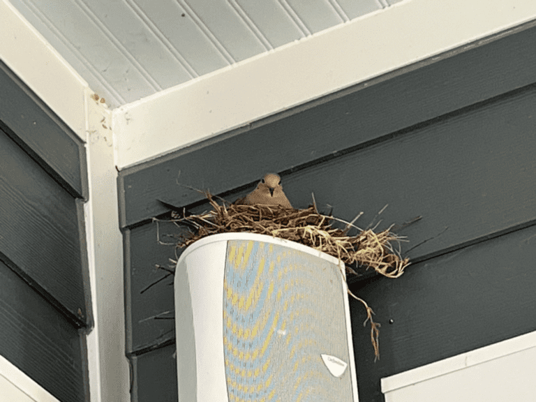 Types of Birdhouses - Increase Your Backyard Birds - Birding Insider