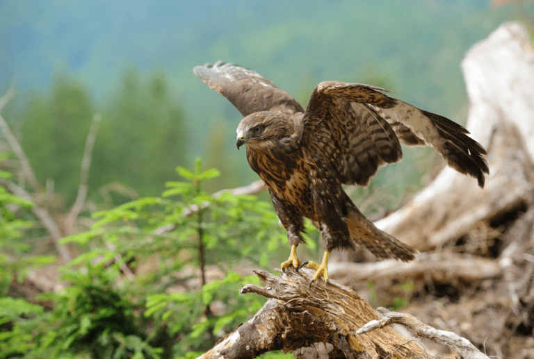 Types of Hawks Guide - Birding Insider