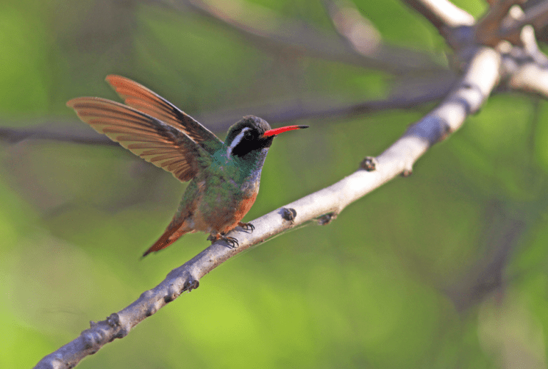 White-eared Hummingbird Guide (Basilinna leucotis) - Birding Insider