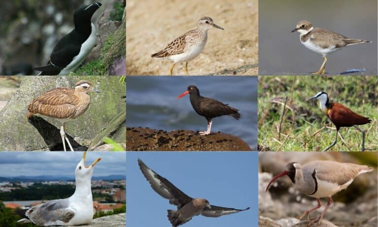 Wild Birds Guide - Birding Insider