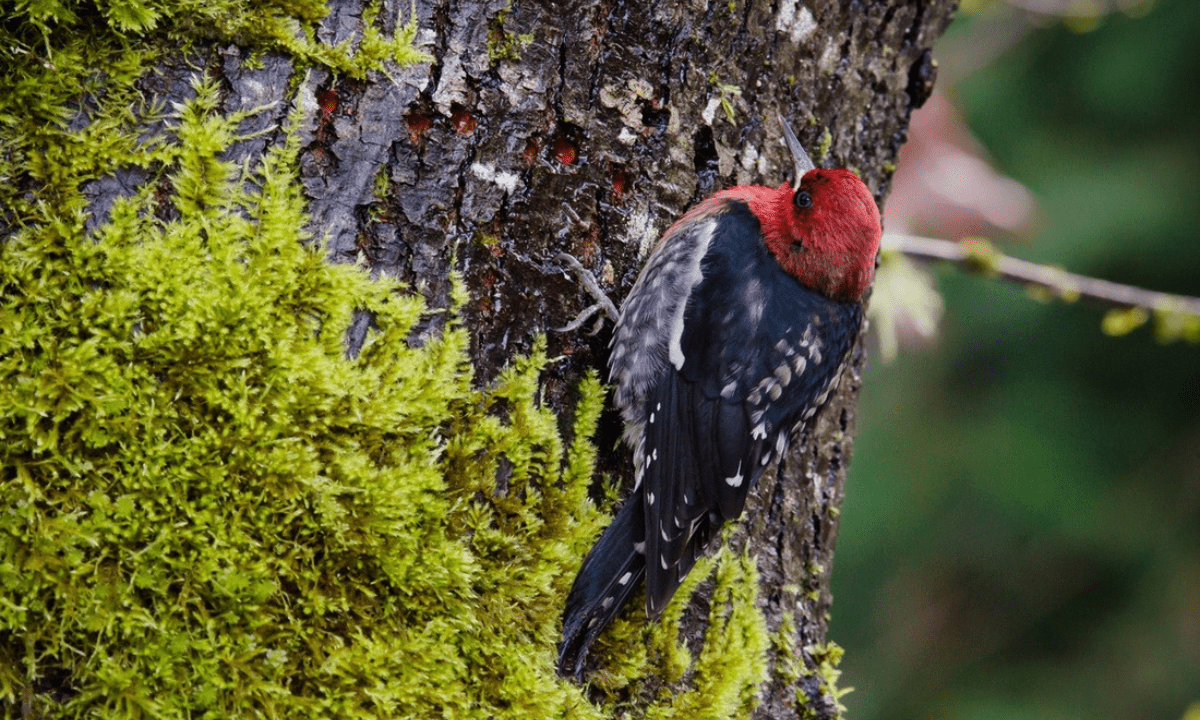Red-breasted Sapsucker Guide (Sphyrapicus ruber) - Birding Insider