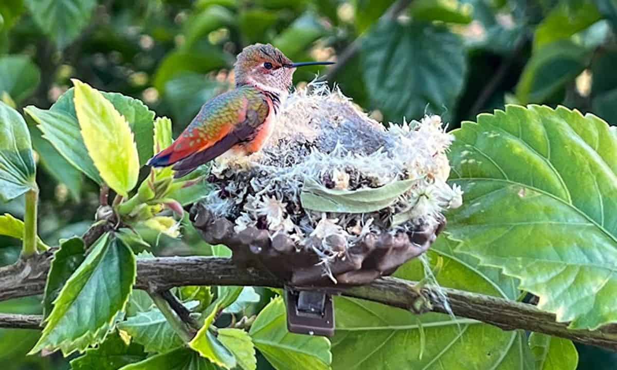 Best Hummingbird Houses Guide - Birding Insider