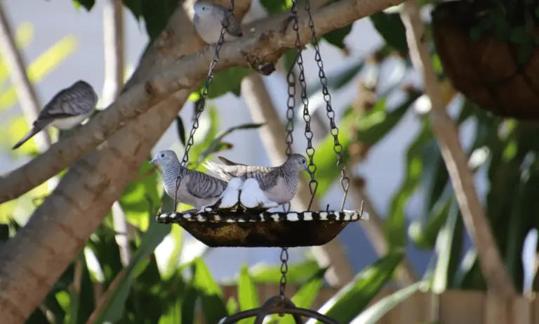 27 Best Hanging Bird Bath Ideas - Birding Insider